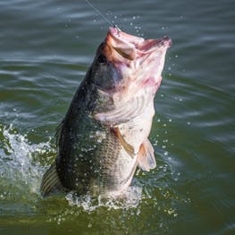 Mazatlan, Mexico Cruises - Excursions, Reviews, & Photos - Cruiseline.com