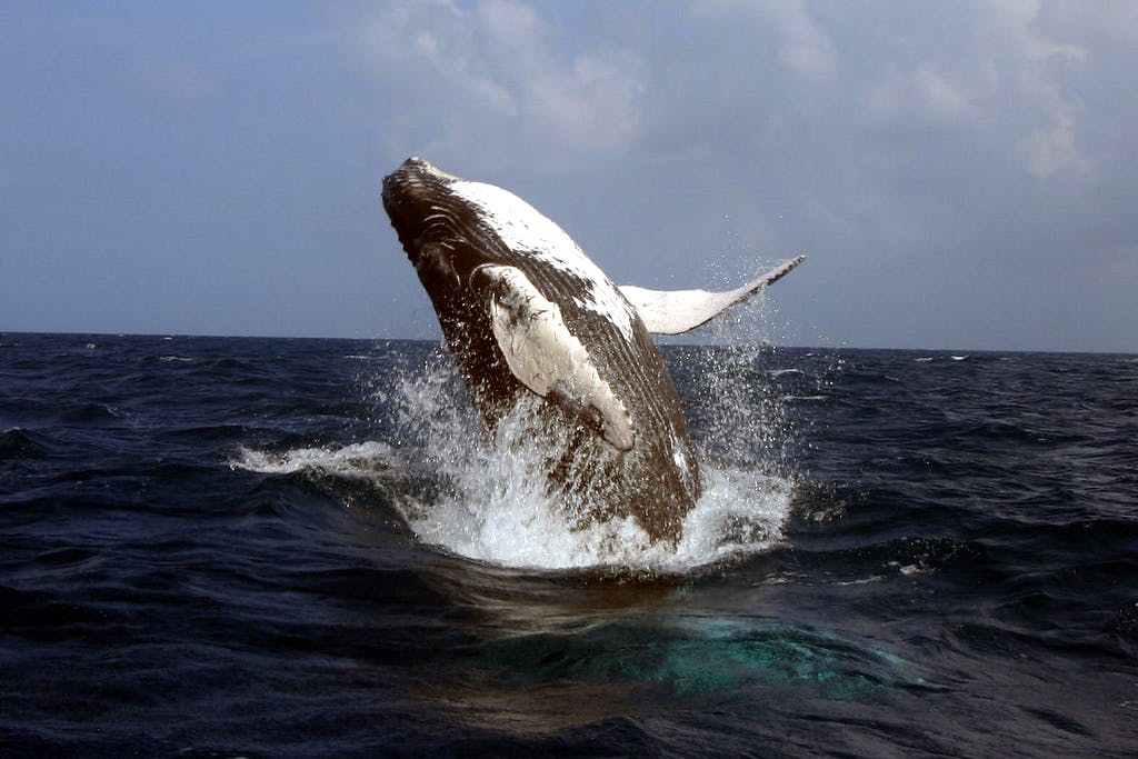 Samana, India Cruises - Excursions, Reviews, & Photos - Cruiseline.com